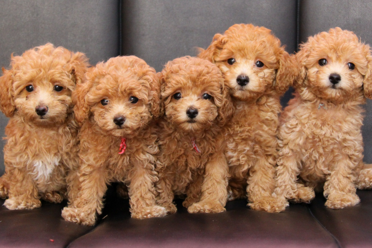 Types of Poodles: 6 Curly Canines Perfect for Growing Families