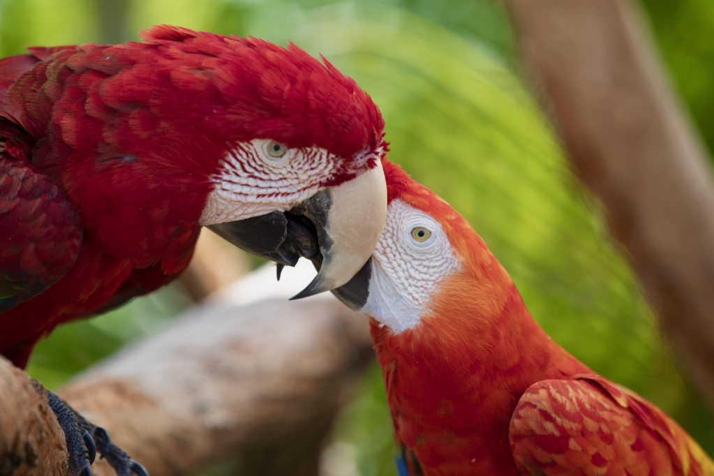 Red Animals: 14 Radiant Critters Found Around The World