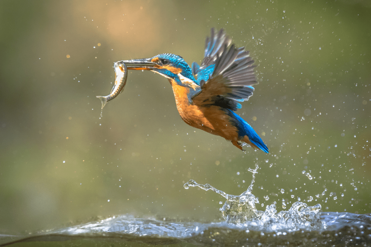 Blue Animals: 11 Bodacious Blue Beauties Perfect For Hot Summer Days