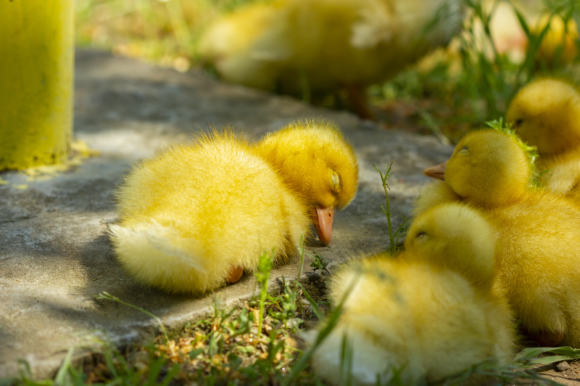 Yellow Animals: 12 Critters of the World That Double as Bananas
