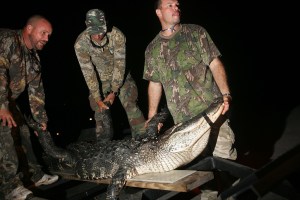 Alligator Hunting Seasons, All the States That Have One