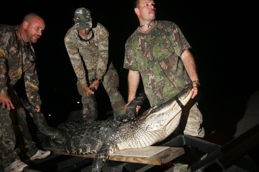 Alligator Hunting Seasons, All the States That Have One
