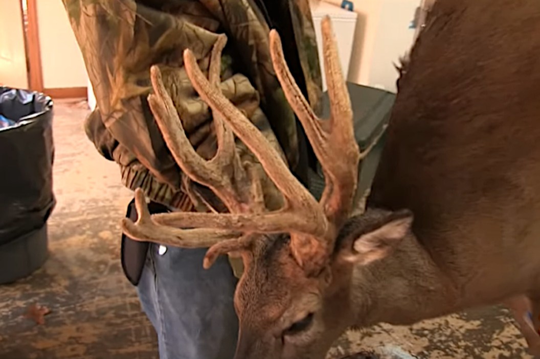 Antlered Doe: How It Happens, and What It Means
