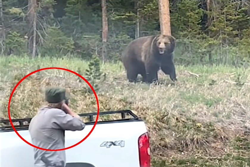 Aggressive Grizzly Bear Charges Yellowstone Ranger, Gets Hazed with ...