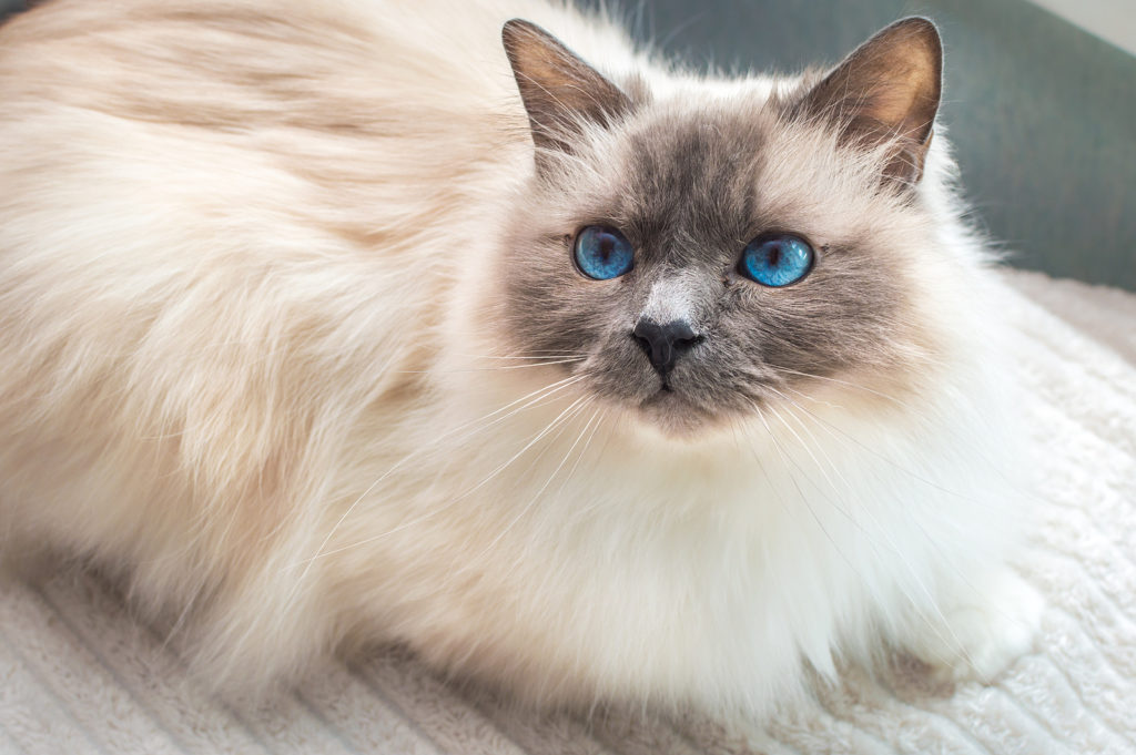 Birman Cat Breed: This Sacred White Wonder Descends From Legend