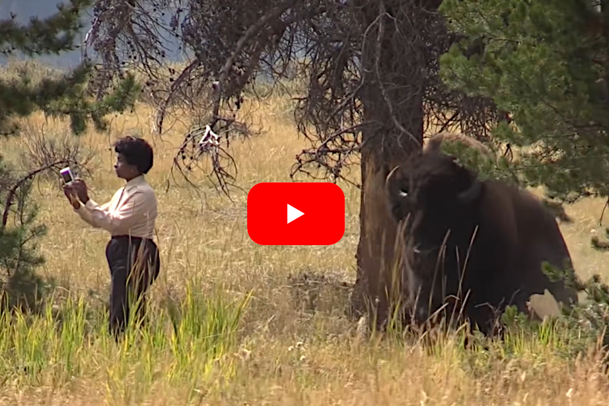 Angry Yellowstone Bison Chases Group of Tourists That Wandered Way Too ...