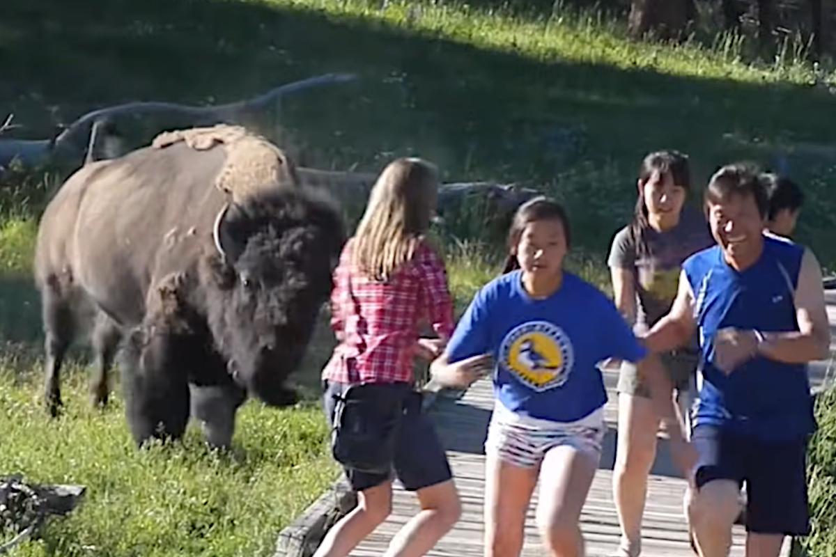 Angry Yellowstone Bison Chases Group of Tourists That Wandered Way Too ...