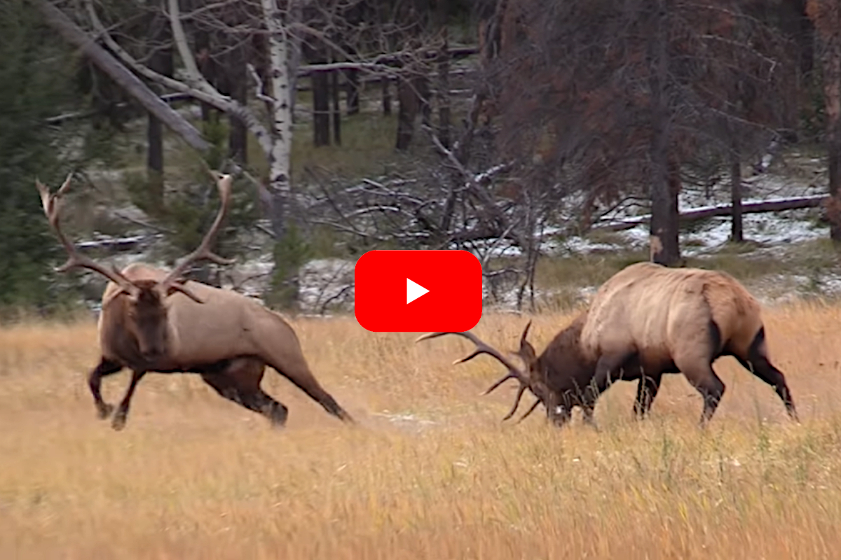 Younger and Smaller Bull Elk Overpowers Huge 7x7 Rival in Fight - Wide ...