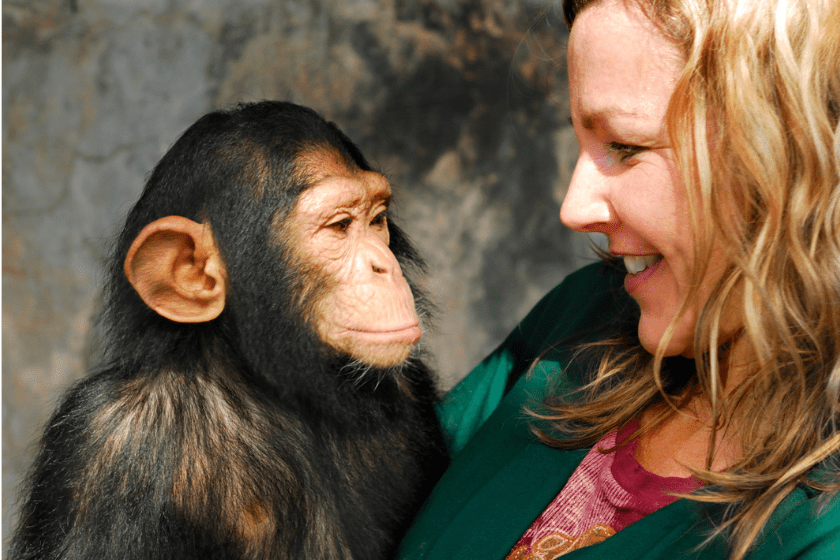 Researchers Discover Chimps Are Capable Of Mimicking Human Speech ...