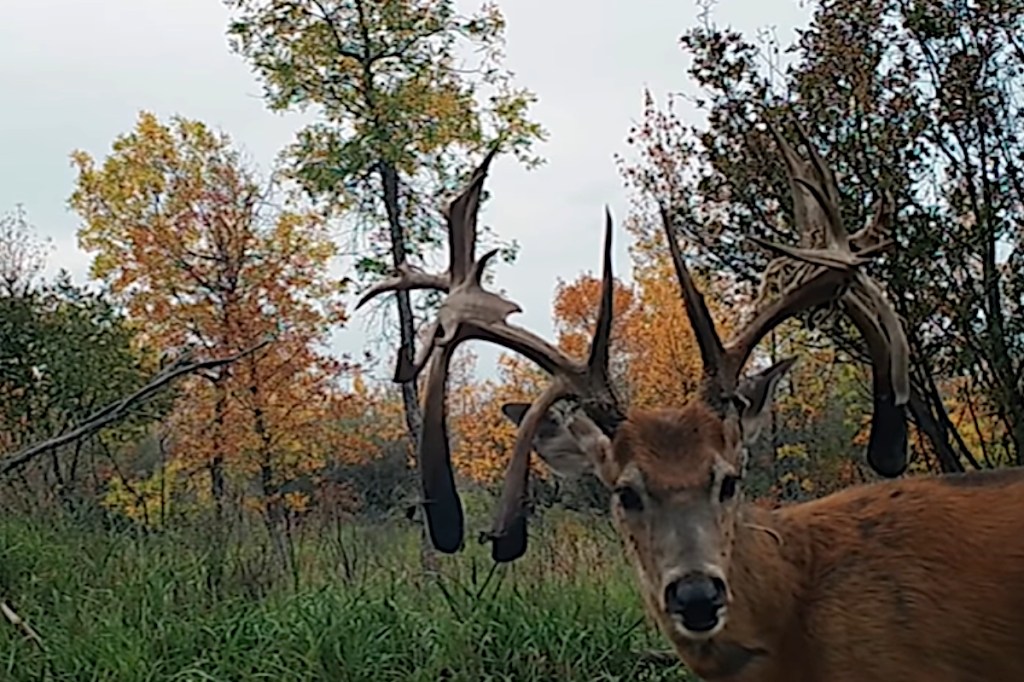 Wild Hunt for Giant Kansas Drop Tine Buck Leads to Soggy Water Recovery ...