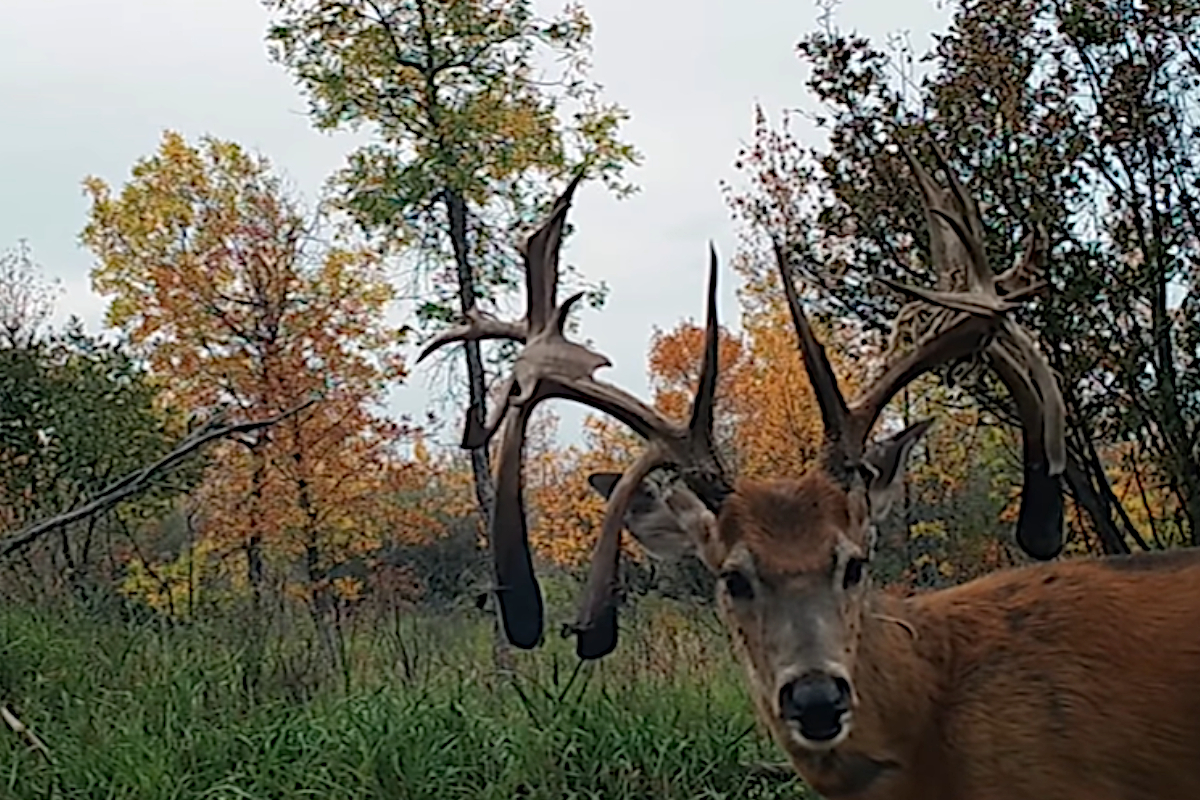 Wild Hunt for Giant Kansas Drop Tine Buck Leads to Soggy Water Recovery ...