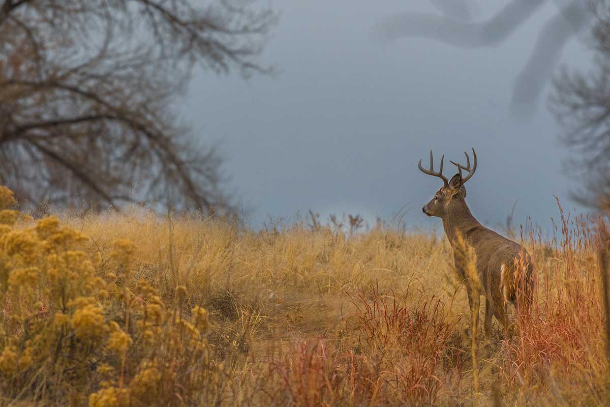 Tips for Scouting Your Hunting Ground in the Summer - Wide Open Spaces