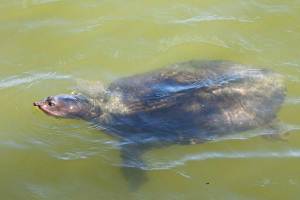 Florida Softshell Turtle: Profiling the Unique-to-America Reptile ...