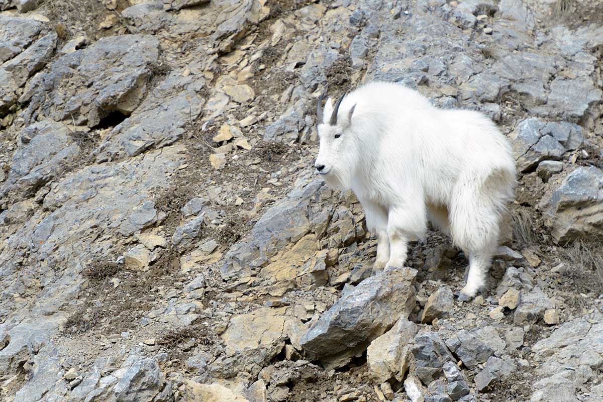 Muscular Mountain Goat Graces Camera Footage, Social Media - Wide Open ...