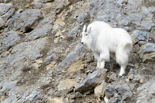 Mountain Goat Hunting: Where to Do It, and How to Get It Done - Wide ...