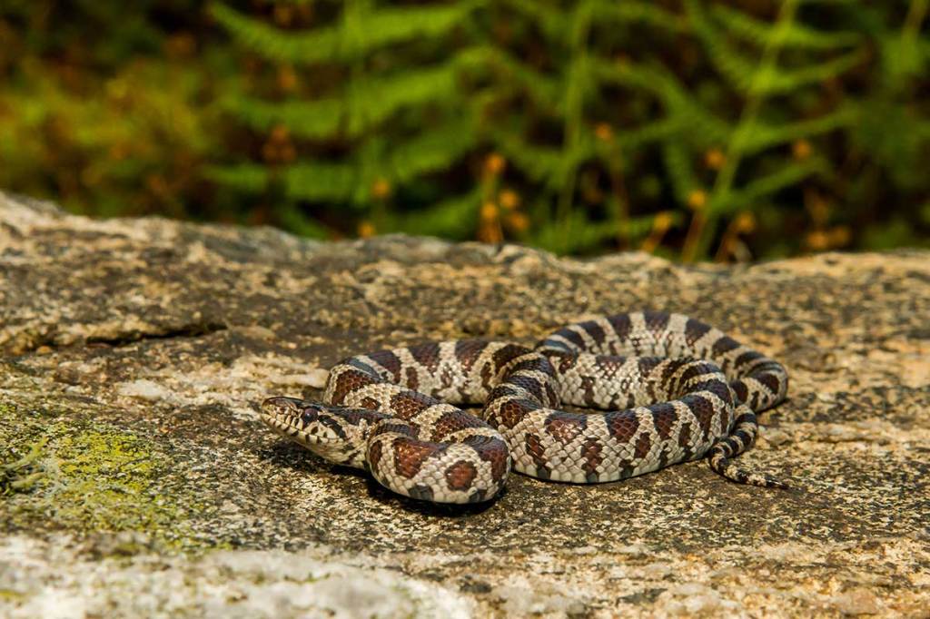 Ohio Snakes: All the Different Kinds You'll Find in the State - Wide ...