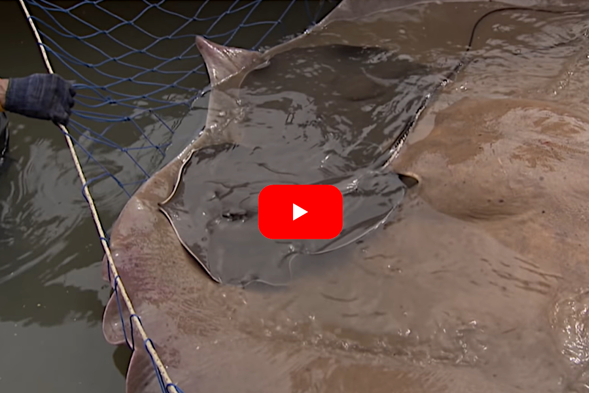 Jeremy Wade Lands 400+ Pound Giant Freshwater Stingray That Gives Birth ...