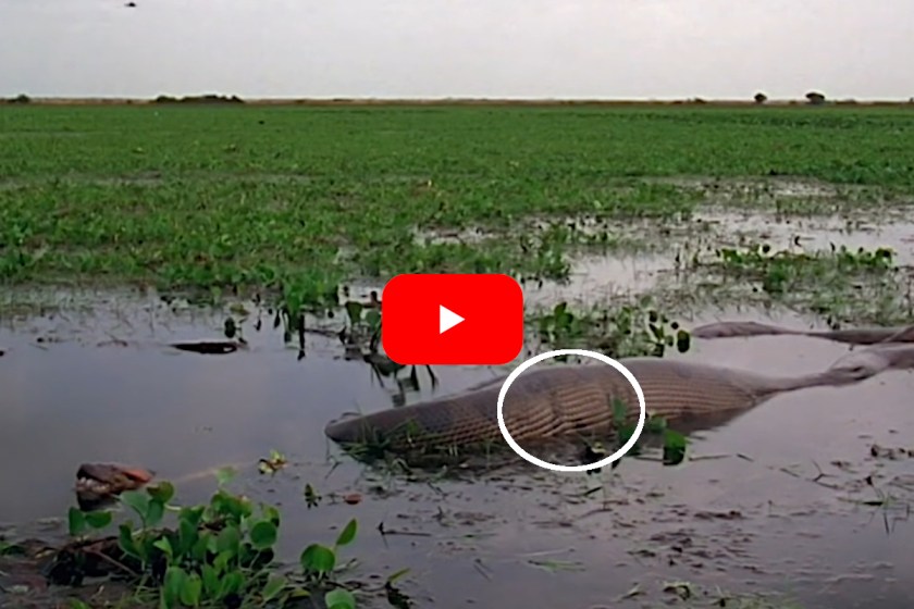 Giant Green Anaconda Strangles Capybara and Swallows It Whole - Wide ...