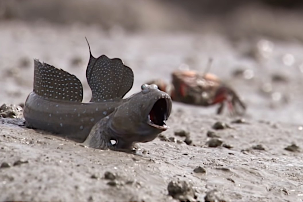 Horn Shark's Corkscrew Eggs Look Otherworldly