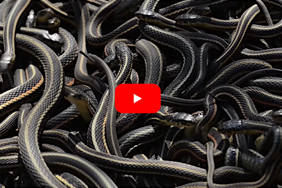 Largest Garter Snake Den on Earth Attracts Tens of Thousands of ...