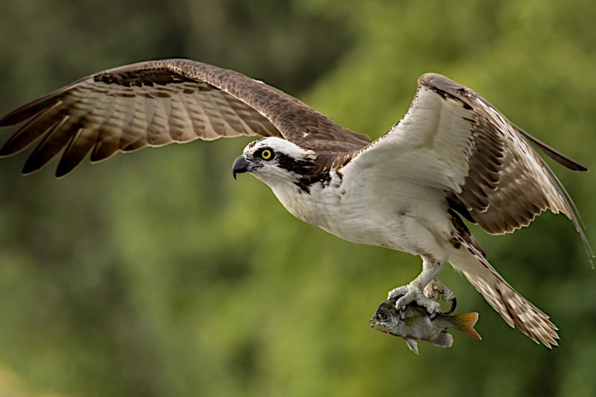 Osprey: Facts About the Beautiful Bird of Prey That Specializes in ...