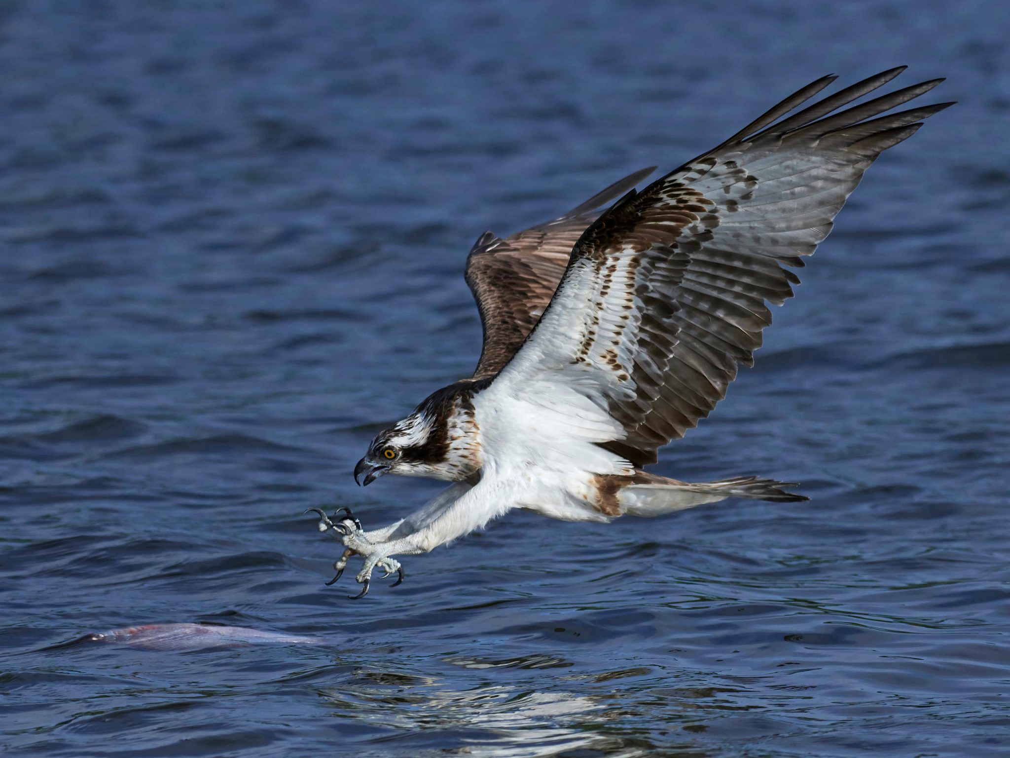 Osprey: Facts About the Beautiful Bird of Prey That Specializes in Fishing - Wide Open Spaces