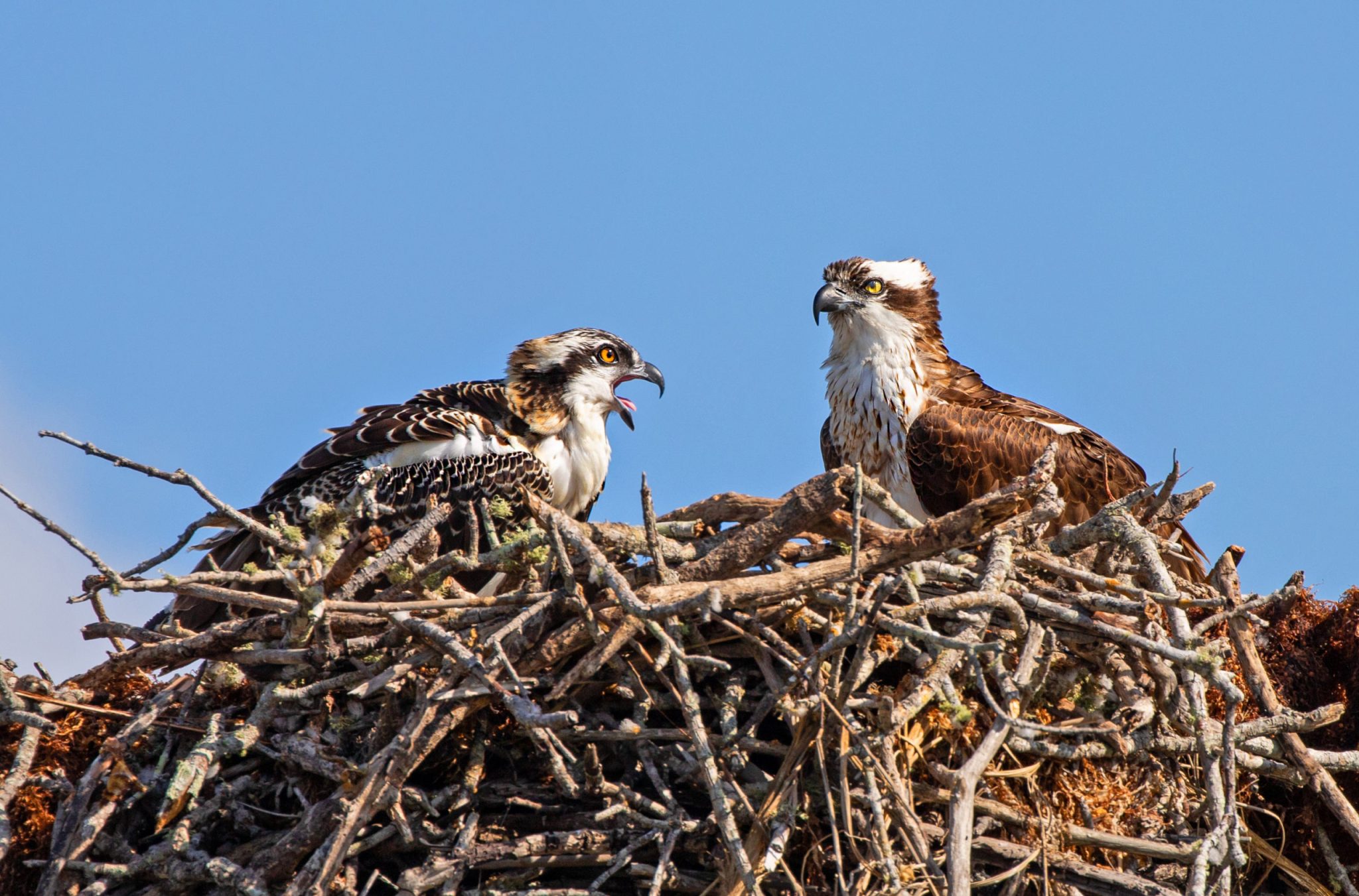 Osprey: Facts About the Beautiful Bird of Prey That Specializes in ...
