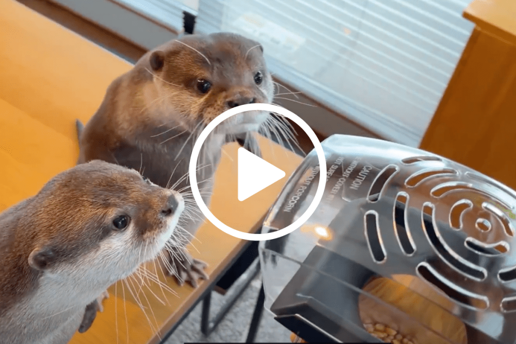 Adorable Otters React to Popcorn Maker in Action in Viral Video