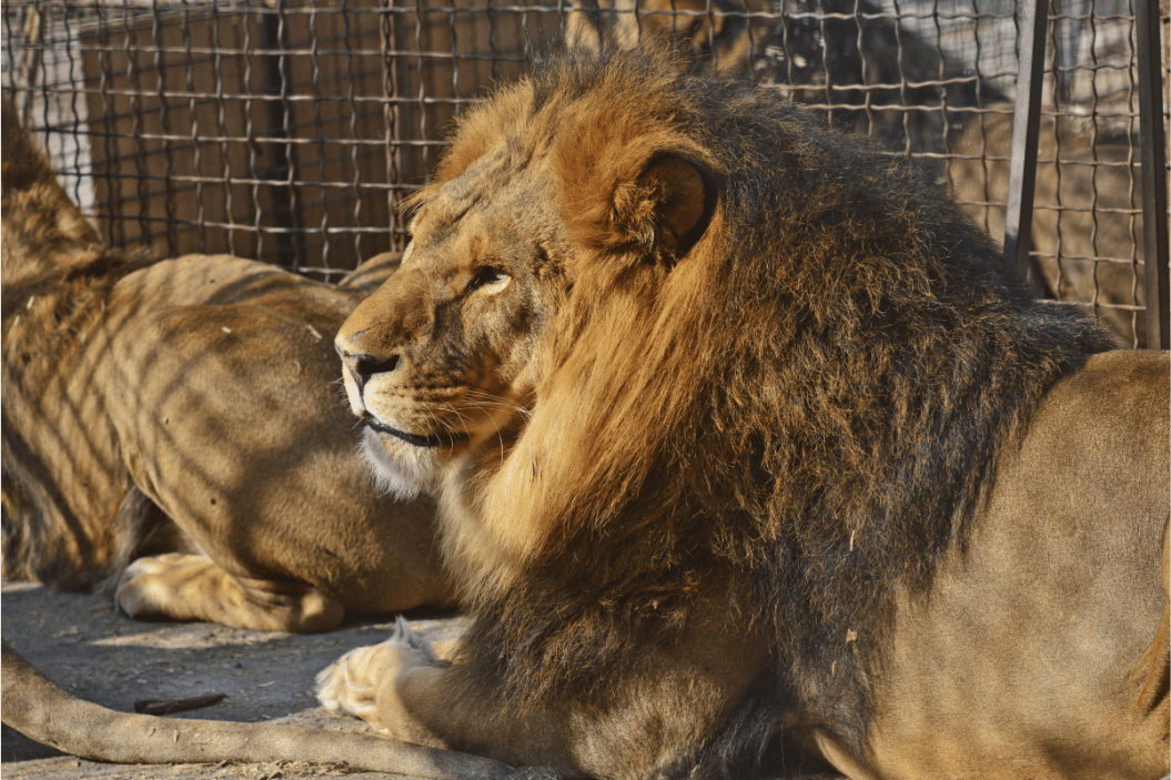 Pet Lions: Estimated Costs + Habitat Needs of Domesticated Big Cats
