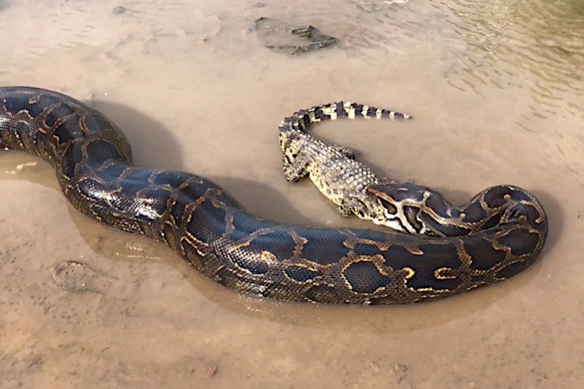 Snake Eats Crocodile in Australia as Onlookers Capture the 4-Hour Scene ...