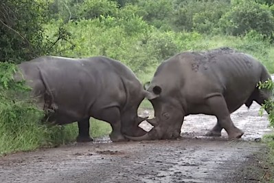 Footage Shows Rhino Sending Warthog Airborne - Wide Open Spaces