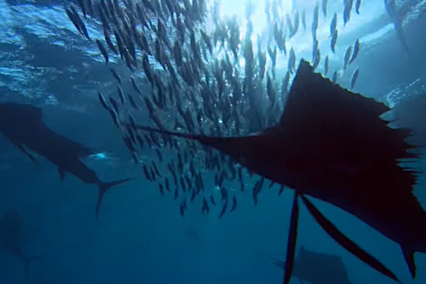 Group of Sailfish Masterfully Herd Their Prey for Easy Pickings - Wide ...