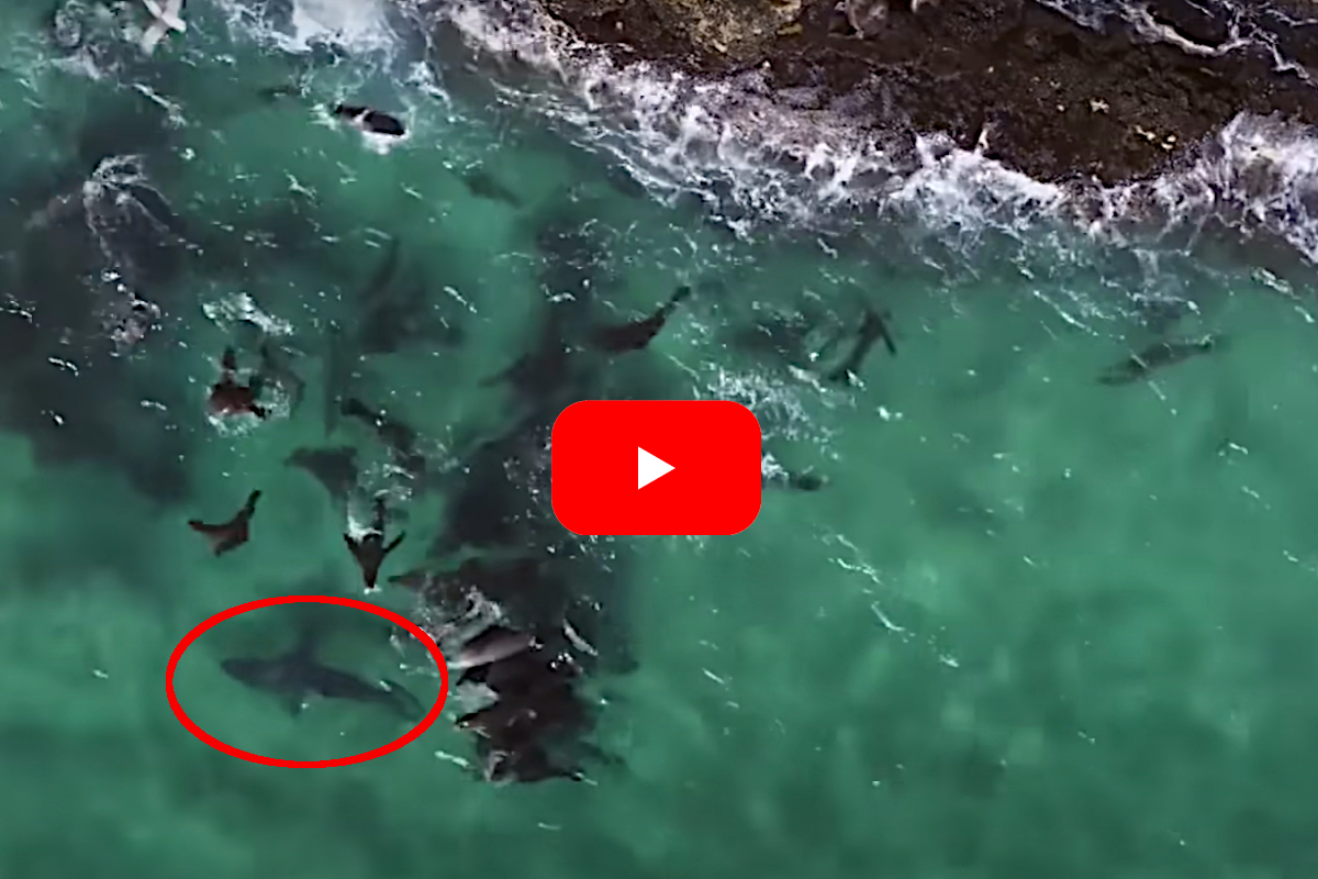 Seals Gang Up to Drive a Great White Shark From Their Territory