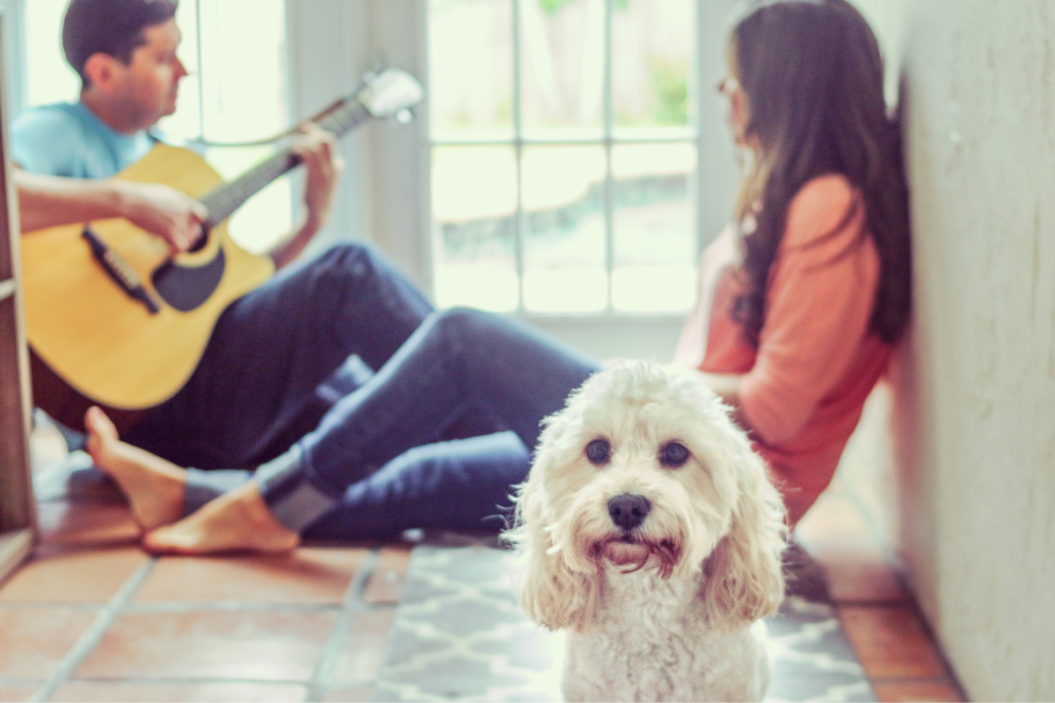 Songs About Dogs: 17 Tunes Honoring "Man's Best Friend" in Every Genre