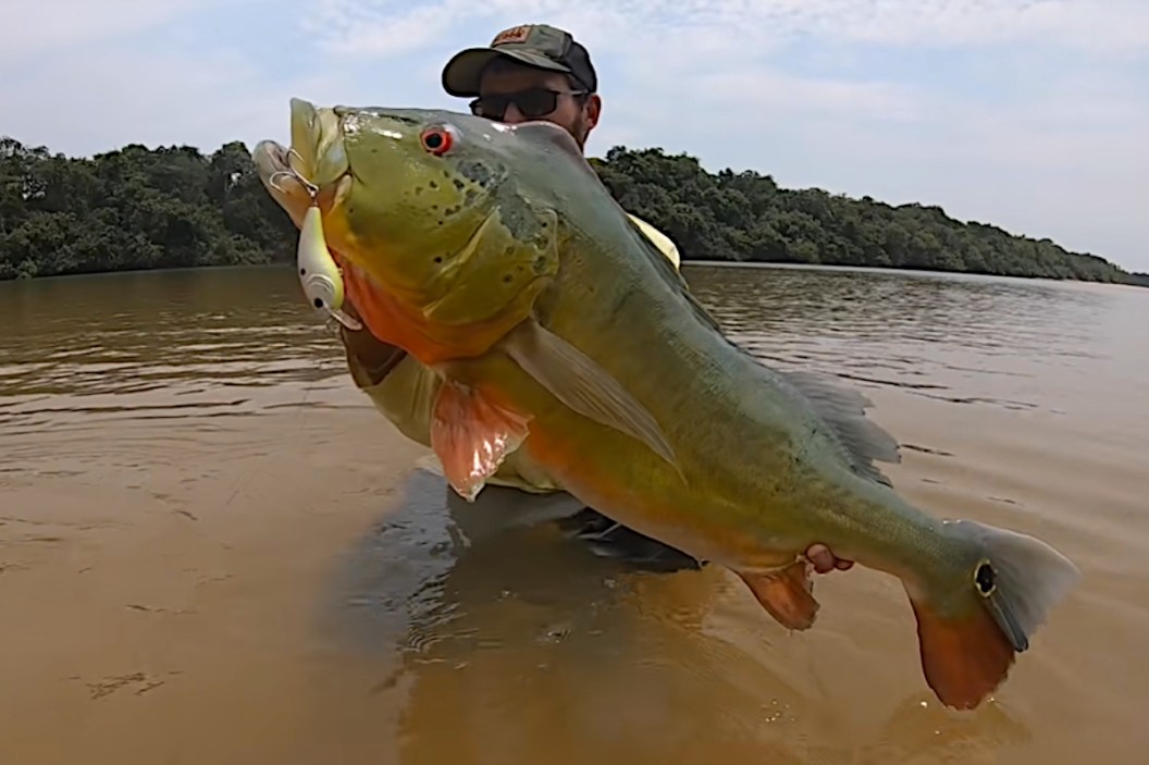 18-Pound Peacock Bass Tests an Angler's Tackle to the Limits - Wide ...