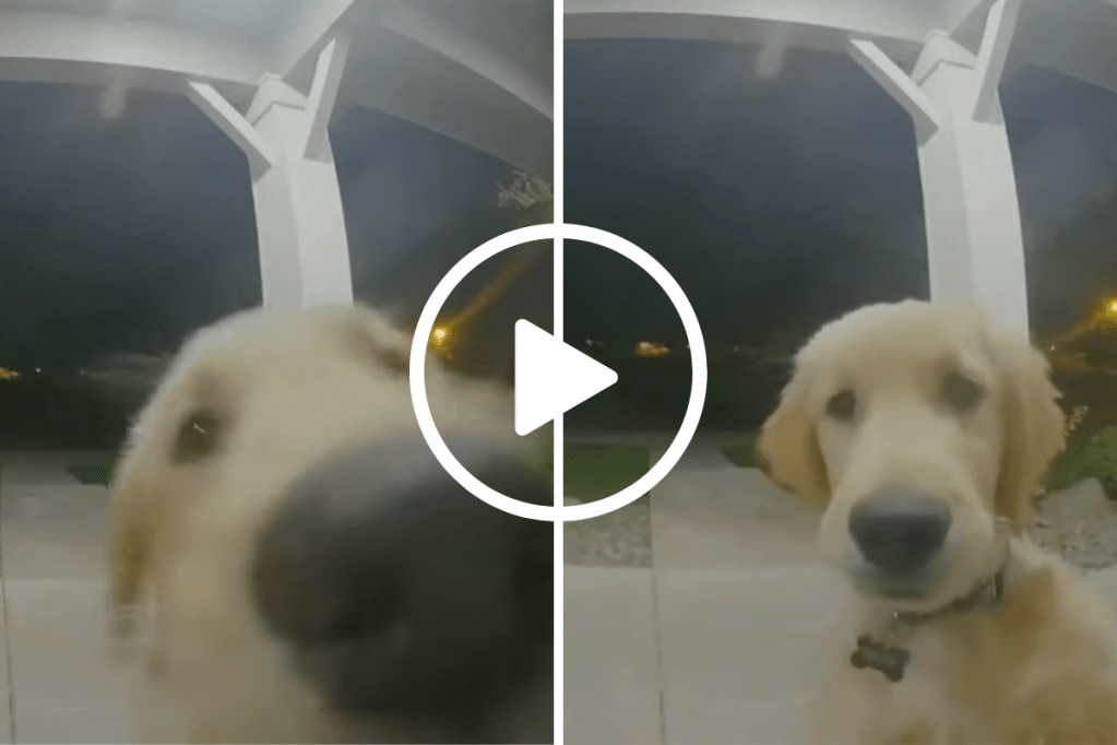 Dog Rings Doorbell After Escaping to Get Back Inside [VIDEO]