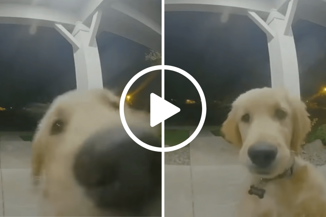 Dog Rings Doorbell After Escaping to Get Back Inside [VIDEO]