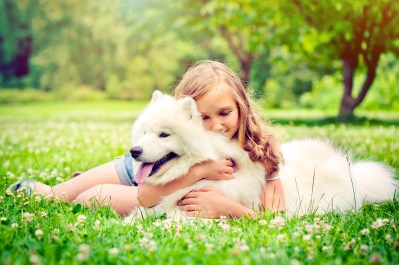 Are Samoyeds Really Hypoallergenic? Settling the Great Debate