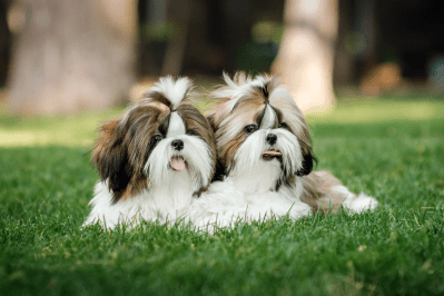 Shih Tzu Dog: Breed History, Personality, Appearance & More!