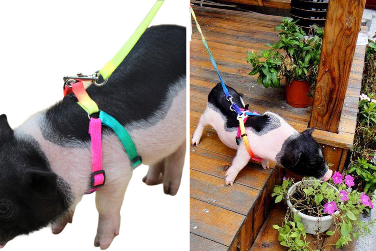 5 Best Pig Leashes and Harnesses of 2021 for Small Pigs