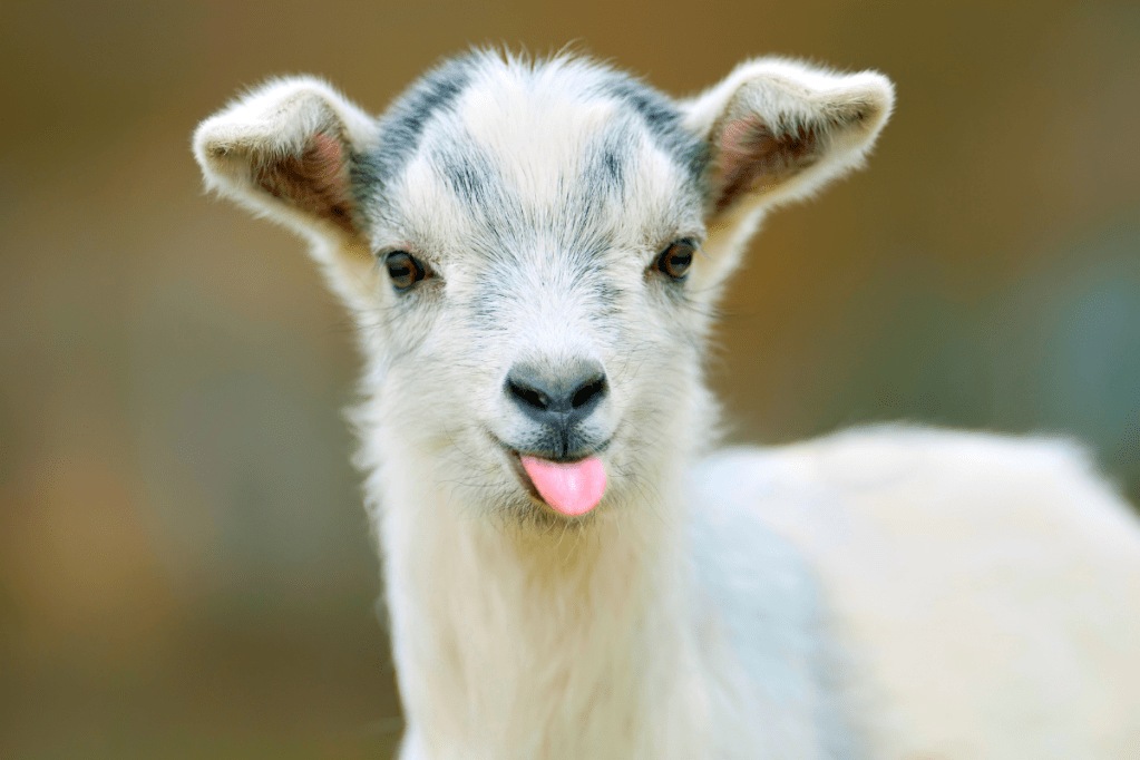 9 Goat Breeds + What Each Is Best Known For On The Homestead