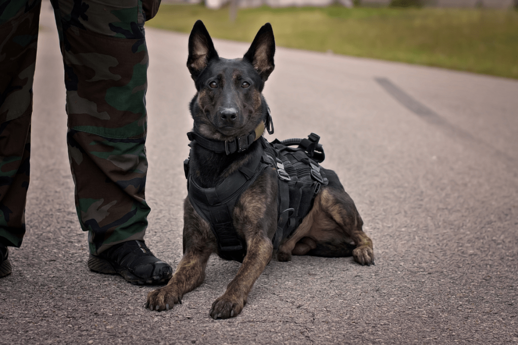 Dutch Shepherd Dog: Pesky Police Pooch or Friendly Family Fido?