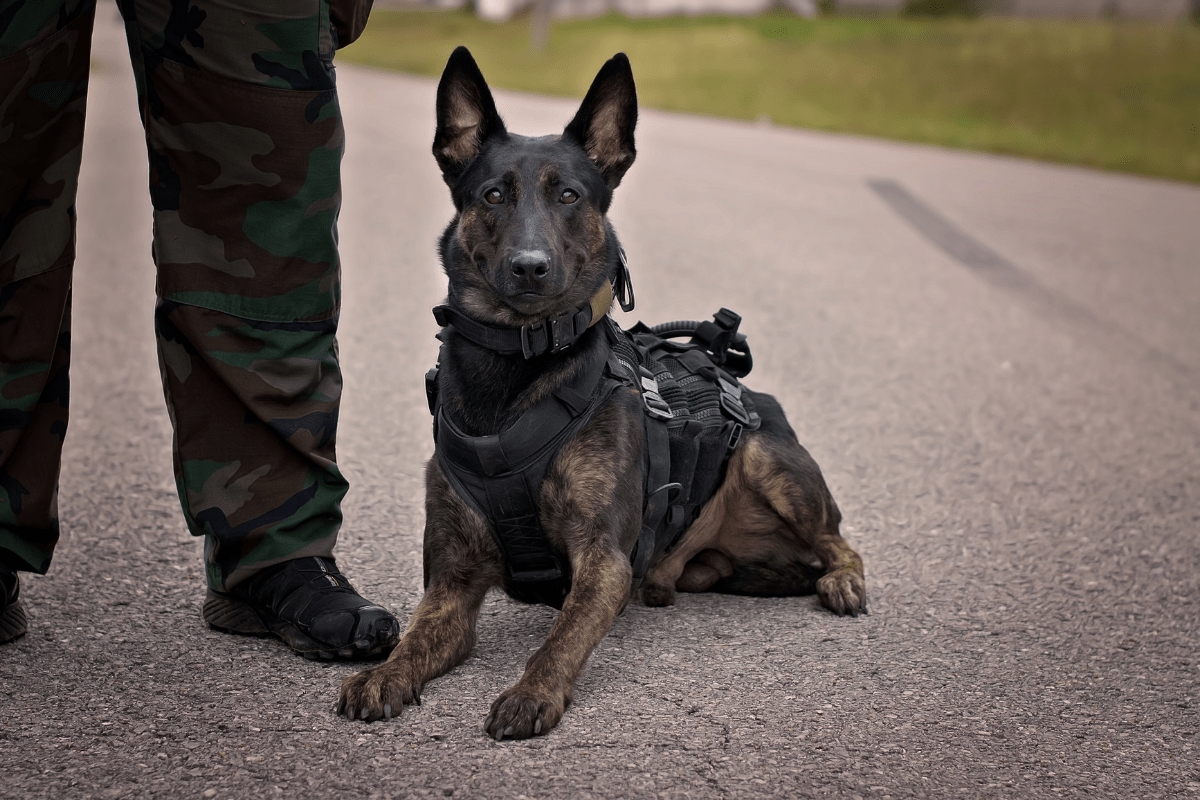Dutch Shepherd Dog: Pesky Police Pooch or Friendly Family Fido?