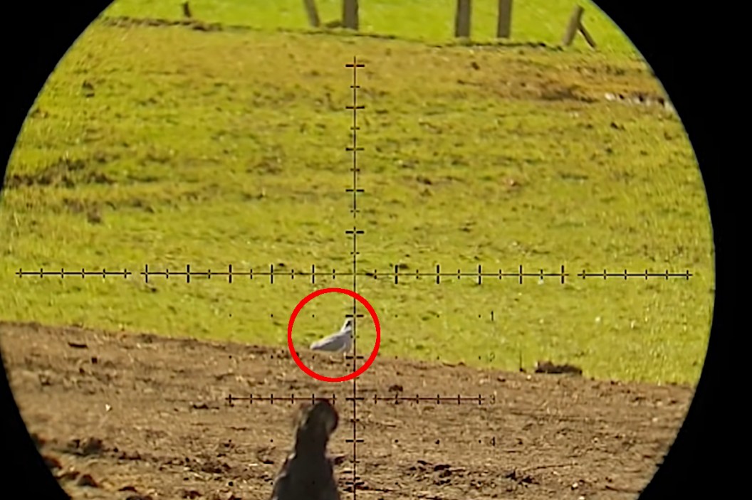 Airgun Hunter Makes Impressive 90-Yard Bomb Shot on a Pigeon - Wide ...