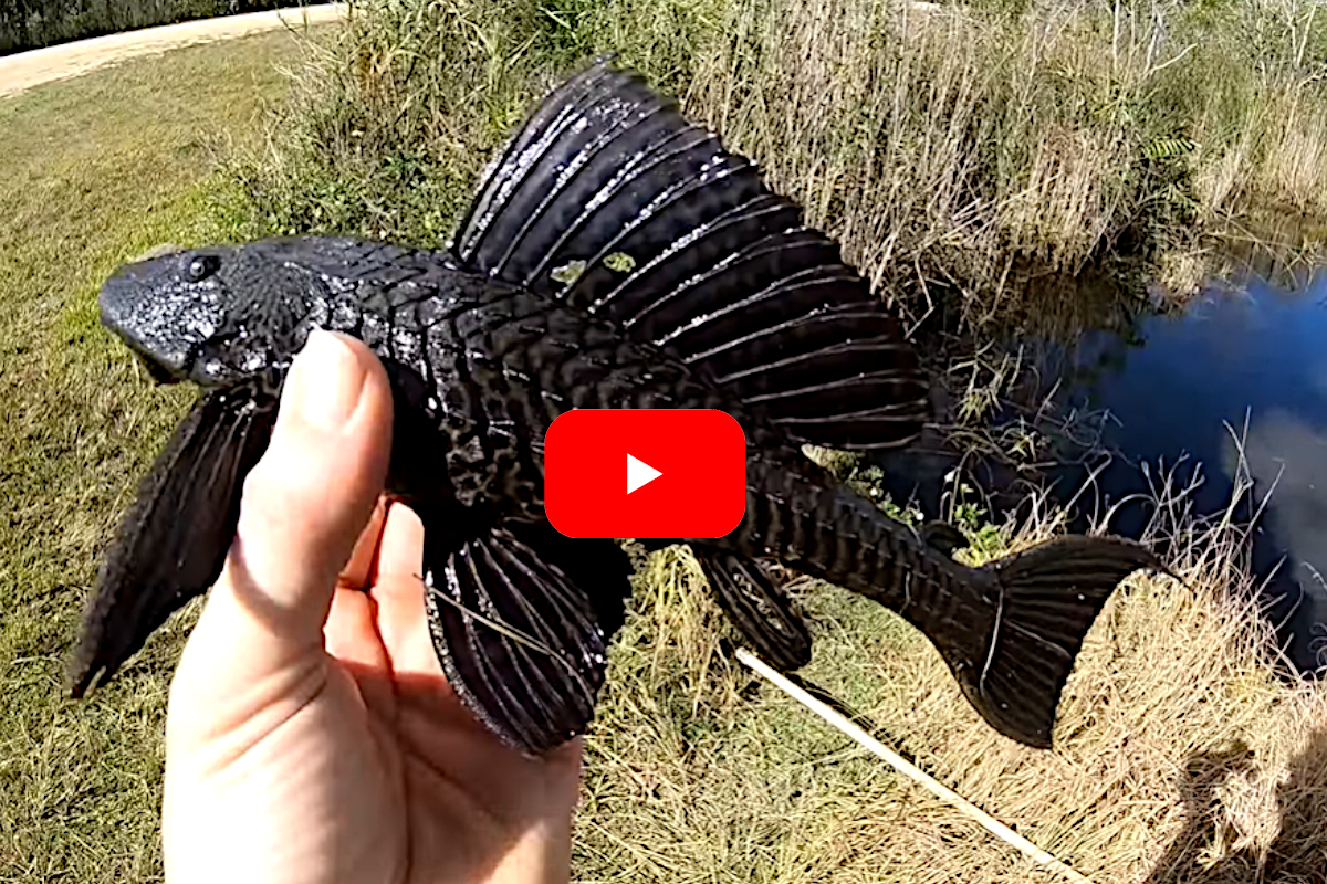 Spearing and Taste-Testing Invasive Armored Catfish in Florida - Wide ...
