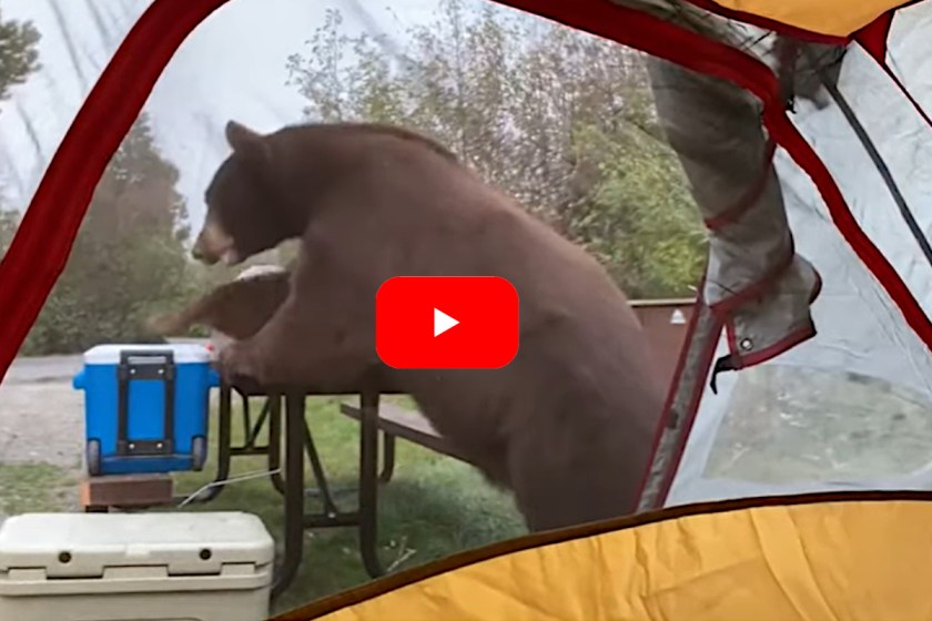Huge Bear Raids Campsite as People Watch From Their Tent - Wide Open Spaces