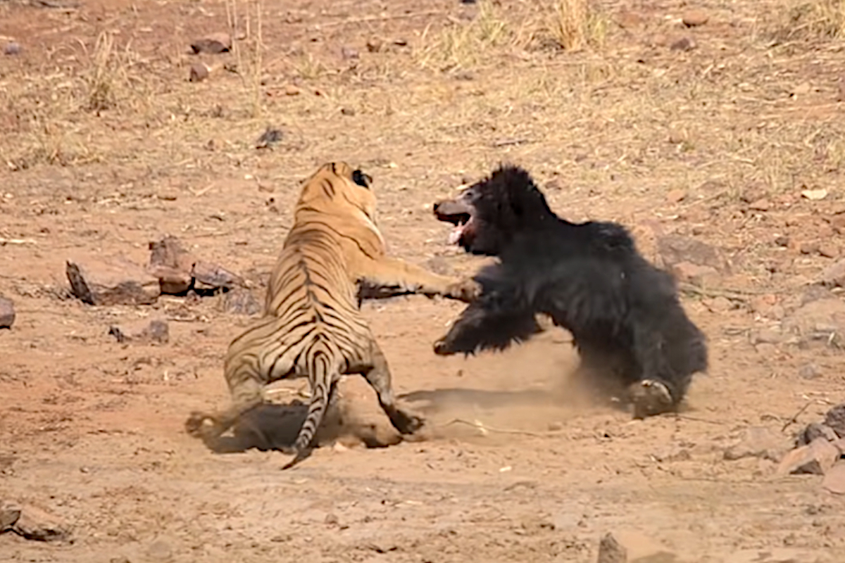 Mother Bear Battles Tiger to Protect Her Cubs in Fight Over Water Hole ...