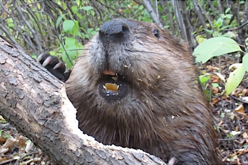 A Fascinating Close-Up Look at How Beavers Gnaw Through Trees - Wide ...