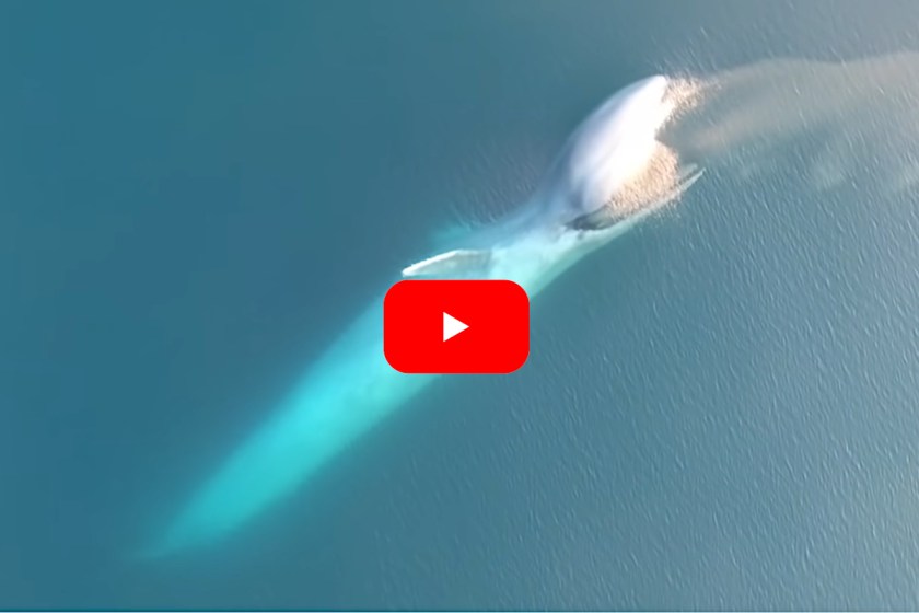 Blue Whale Swallows Massive School of Krill in One Big Gulp - Wide Open Spaces