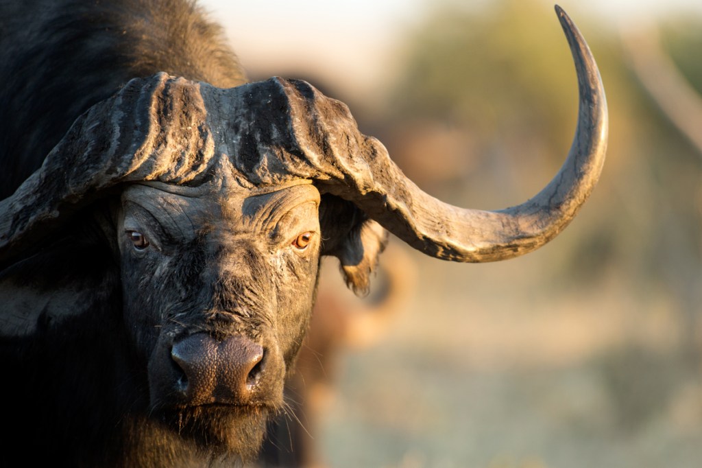 Cape Buffalo Hunting: Where and How to Pursue the Legendary "Black ...